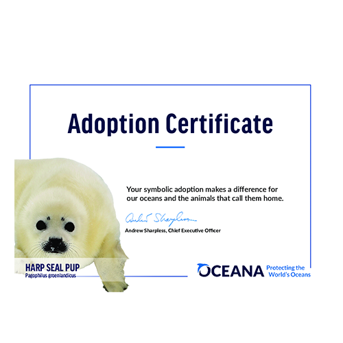 Harp Seal Pup Certificate Adoption – Oceana Marine Wildlife Adoption and Gift Center