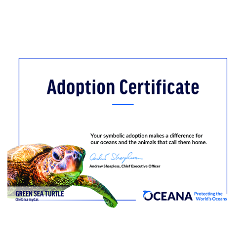 Green Sea Turtle Certificate Adoption – Oceana Marine Wildlife Adoption ...