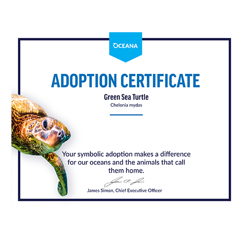 Green Sea Turtle Certificate Adoption – Oceana Marine Wildlife Adoption ...