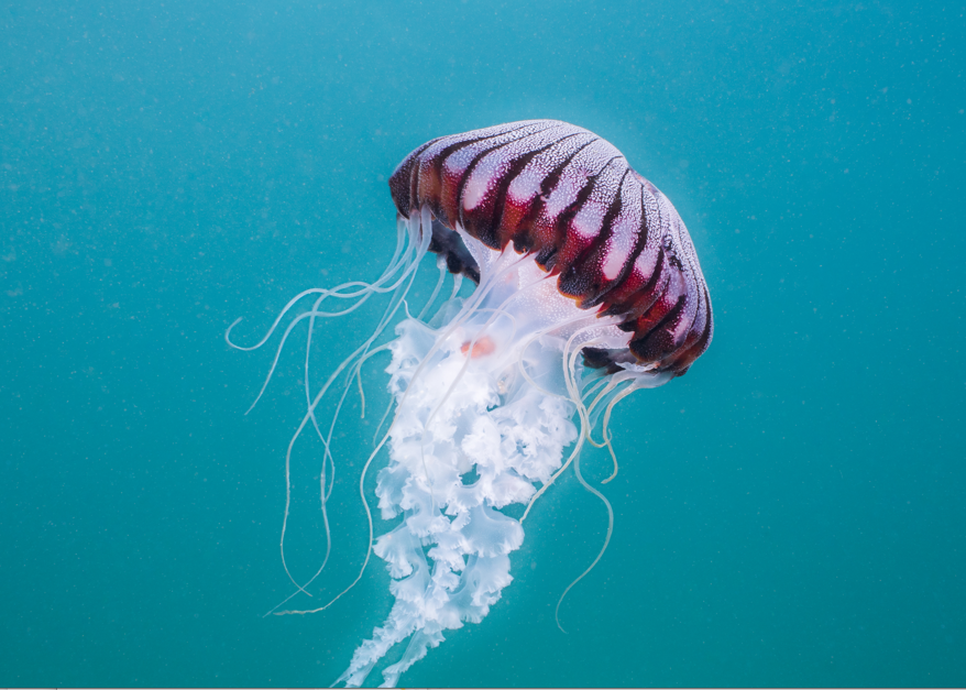 Adopt a Jellyfish – Oceana Marine Wildlife Adoption and Gift Center