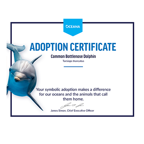 Common Bottlenose Dolphin Certificate Adoption – Oceana Marine Wildlife ...