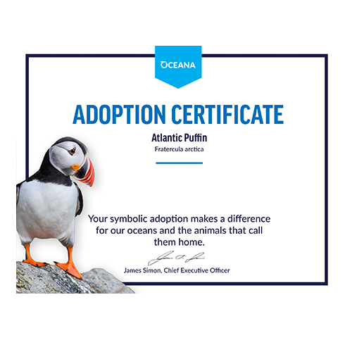 Atlantic Puffin Certificate Adoption – Oceana Marine Wildlife Adoption ...