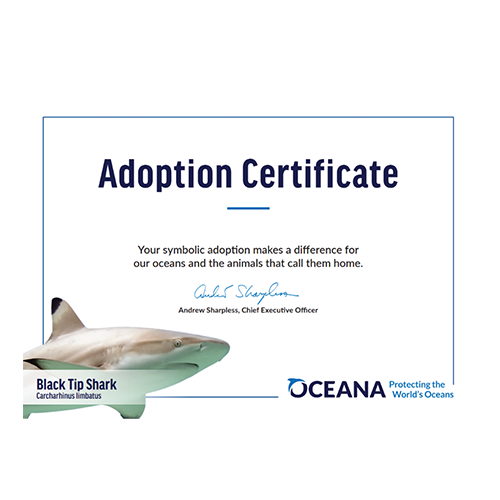 Black Tip Shark Certificate Adoption – Oceana Marine Wildlife Adoption ...