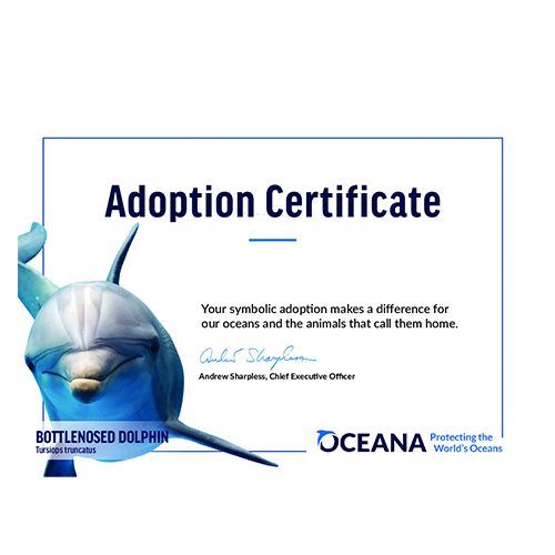 Common Bottlenose Dolphin Certificate Adoption – Oceana Marine Wildlife ...