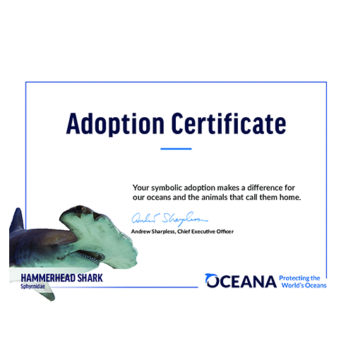 Great Hammerhead Shark Certificate Adoption – Oceana Marine Wildlife ...