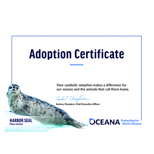 Harbor Seal Certificate Adoption – Oceana Marine Wildlife Adoption and ...