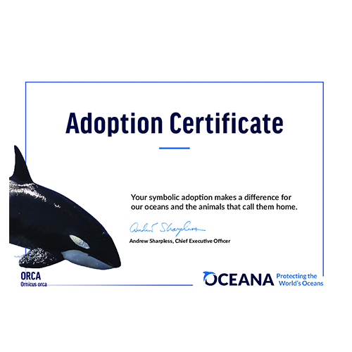 Orca Certificate Adoption – Oceana Marine Wildlife Adoption and Gift Center