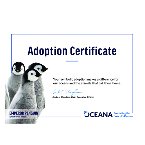 Emperor Penguin Chick Certificate Adoption – Oceana Marine Wildlife ...