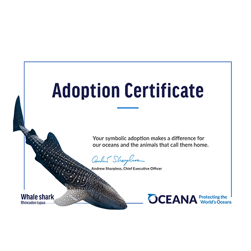 Whale Shark Certificate Adoption – Oceana Marine Wildlife Adoption and ...